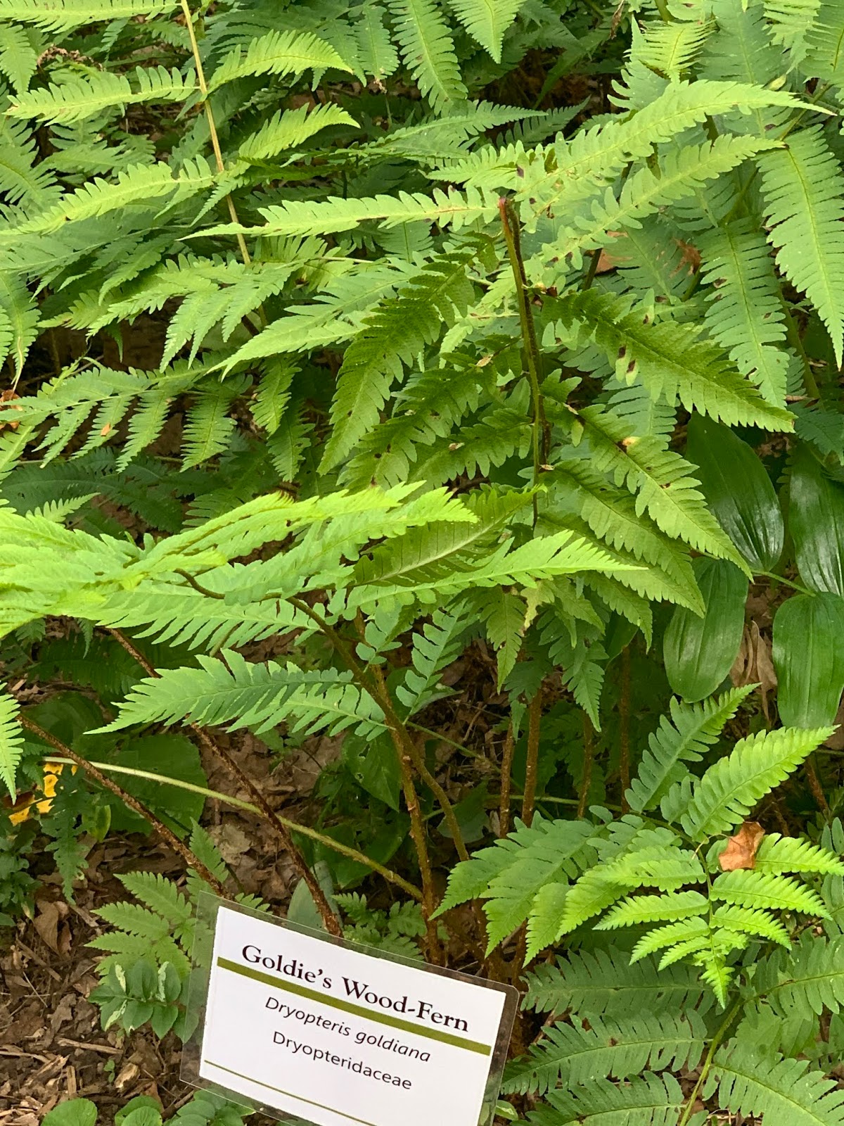 Mid-Atlantic Native - Sujata Massey