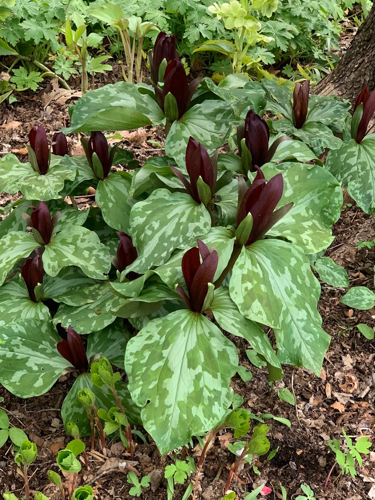 Victories for Nature - Sujata Massey